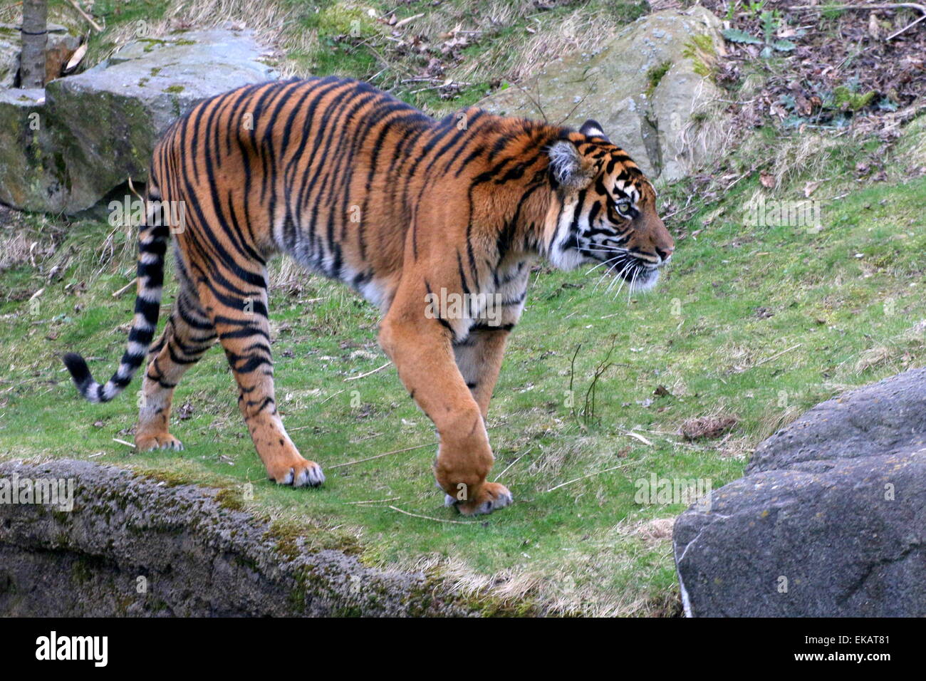 Sumatra tiger prowling hi-res stock photography and images - Alamy