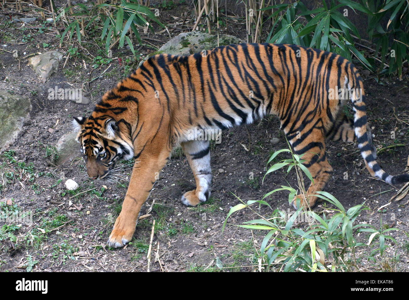 Walking sumatran tiger panthera tigris hi-res stock photography and images - Alamy