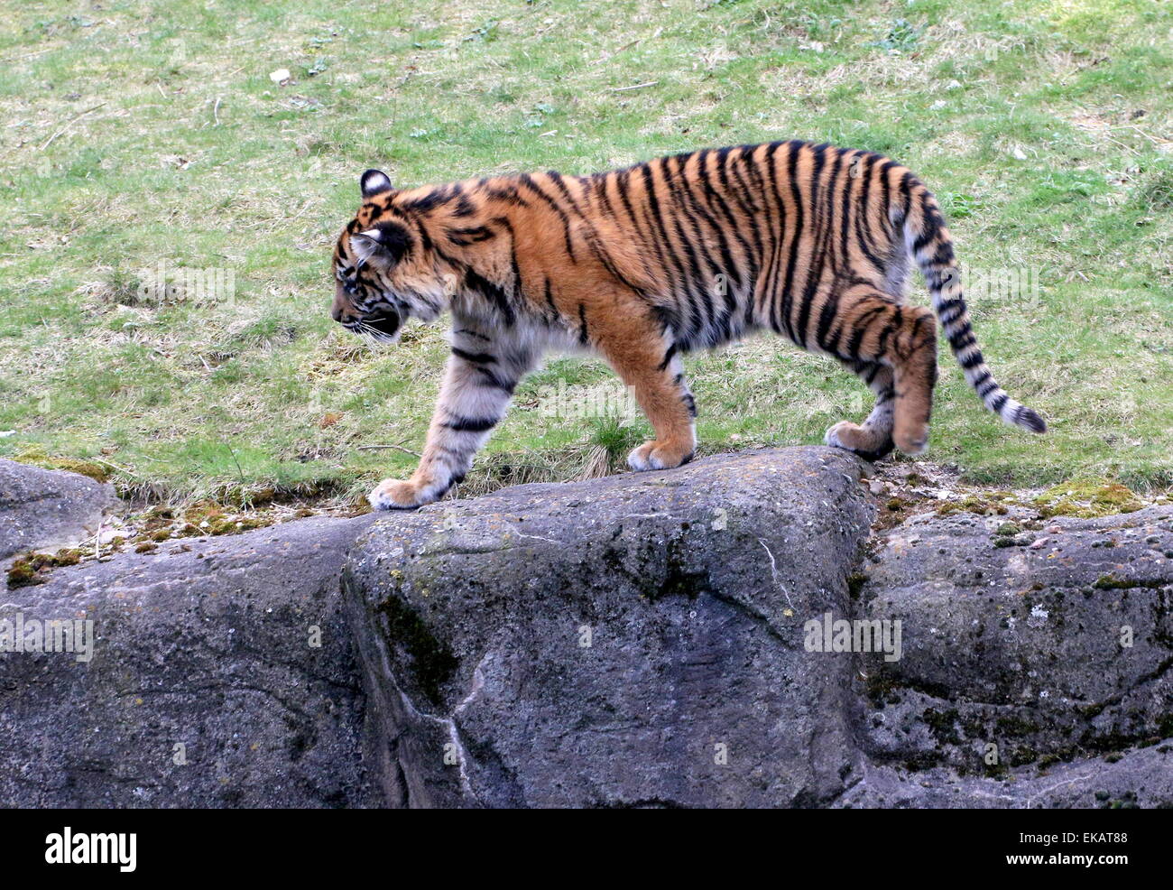 Sumatran tiger baby hi-res stock photography and images - Alamy