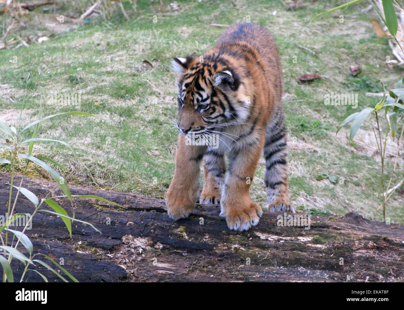 Female sumatran tiger up close hi-res stock photography and images - Alamy