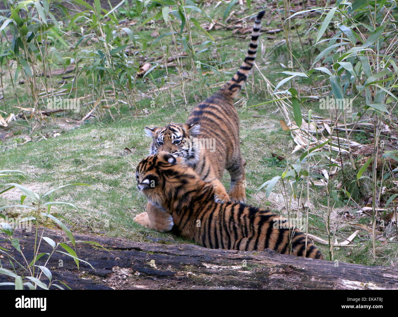 Sumatra tiger cubs hi-res stock photography and images - Alamy