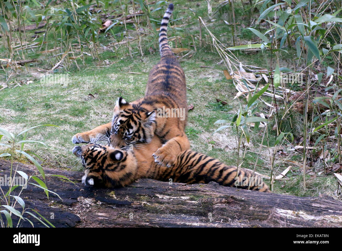 Six month old Sumatran Tiger cubs (Panthera tigris sumatrae) playing ...