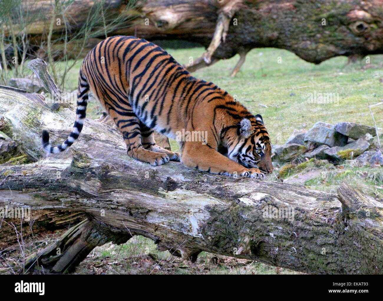 Tiger claw tree hi-res stock photography and images - Alamy