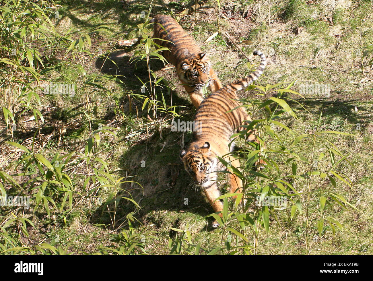 Six month old Sumatran Tiger cubs (Panthera tigris sumatrae) chasing ...