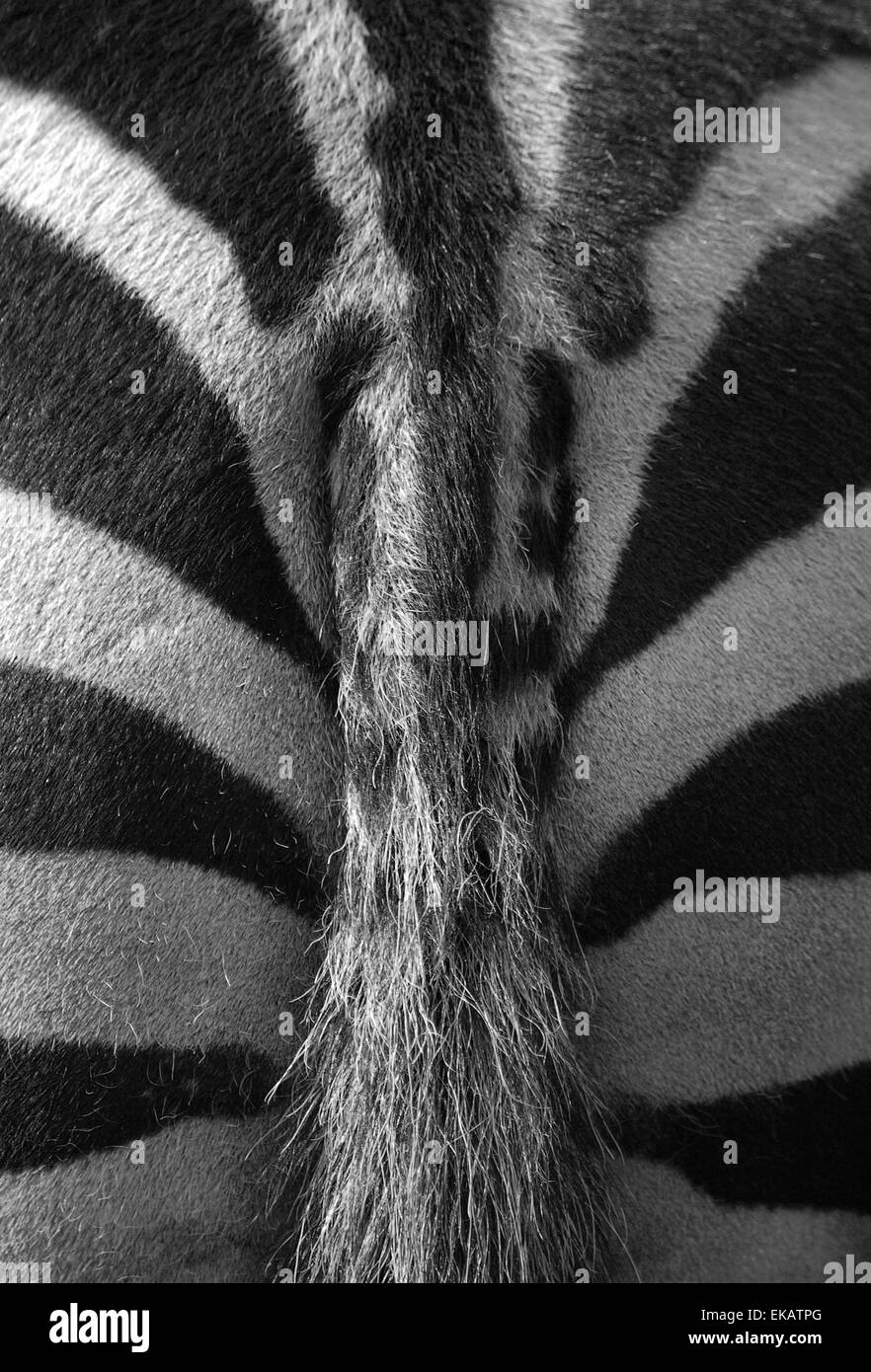back side of a zebra Stock Photo - Alamy