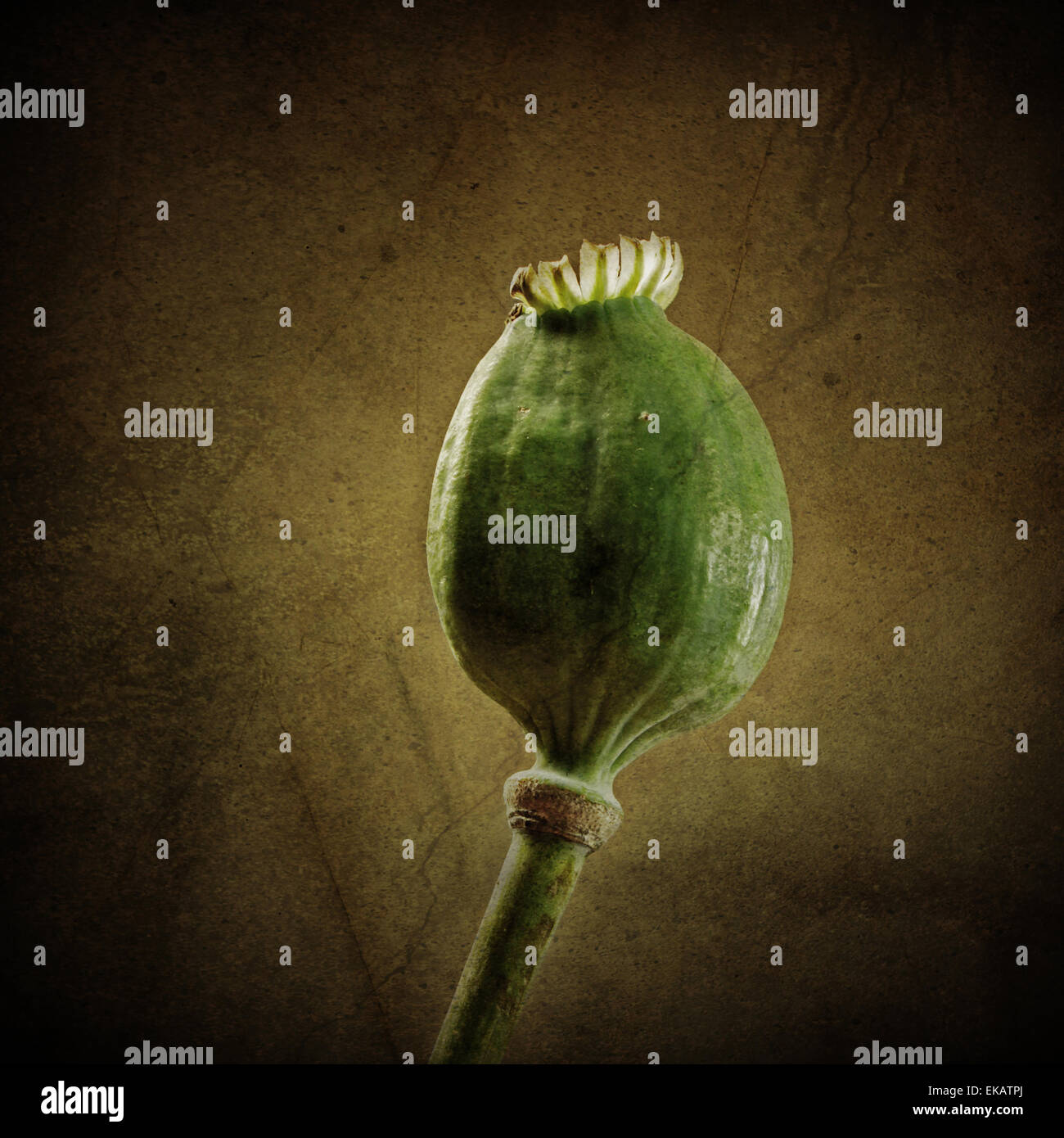 Poppy seed capsule Stock Photo - Alamy