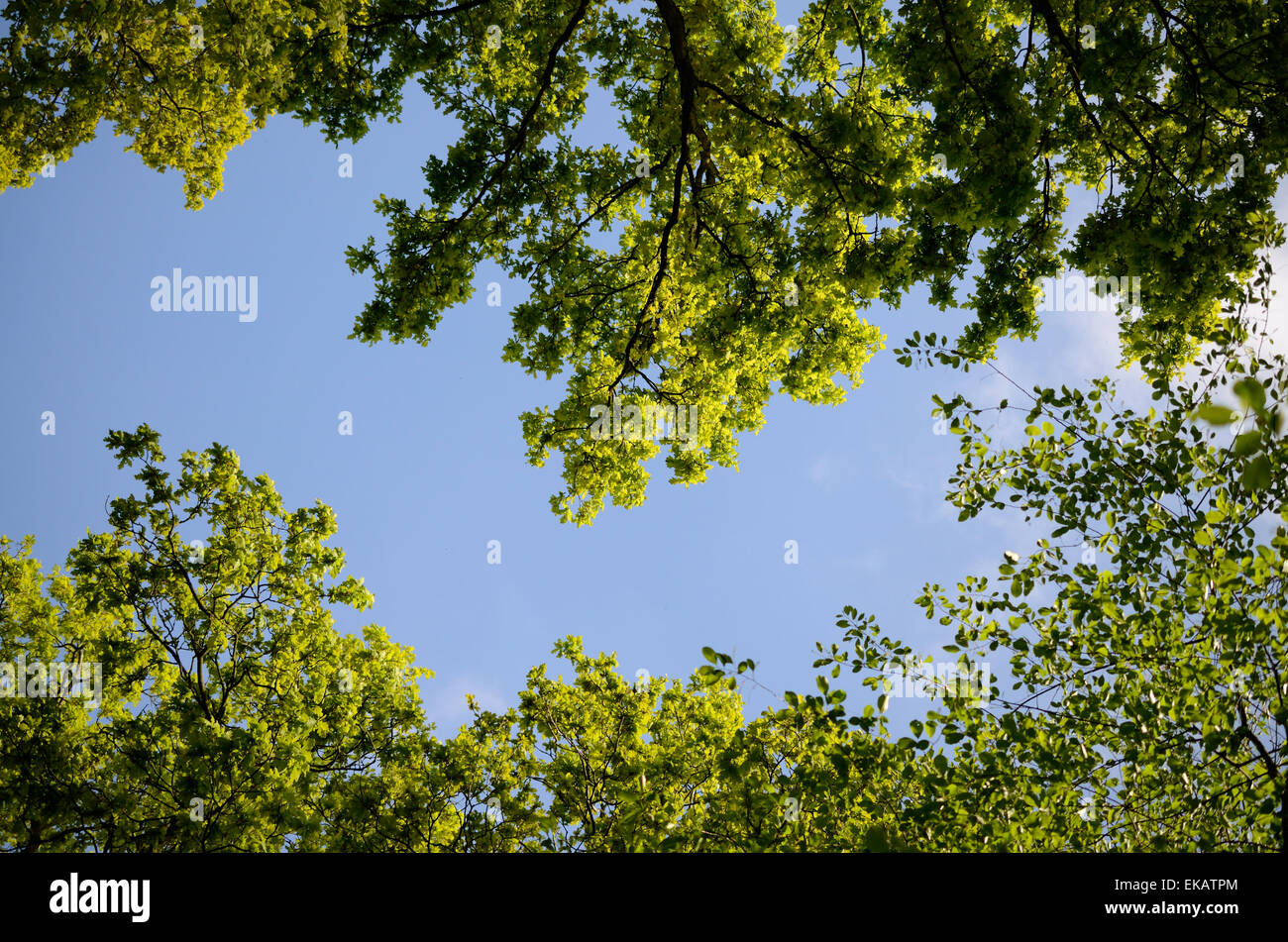 Green trees on a blue summer sky Stock Photo - Alamy