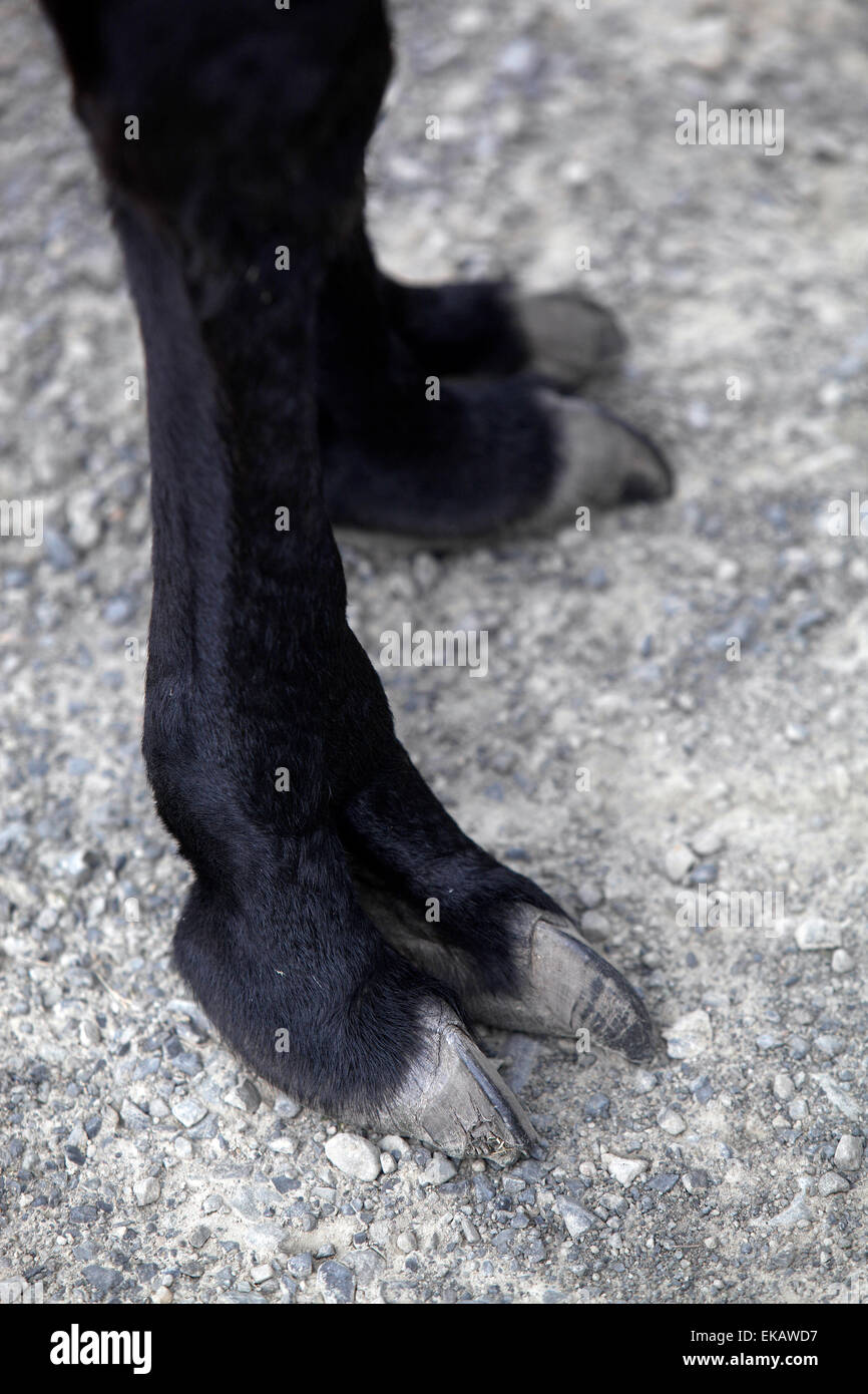 Two toed feet of llama, llama trekking, Hanmer Springs, New Zealand ...