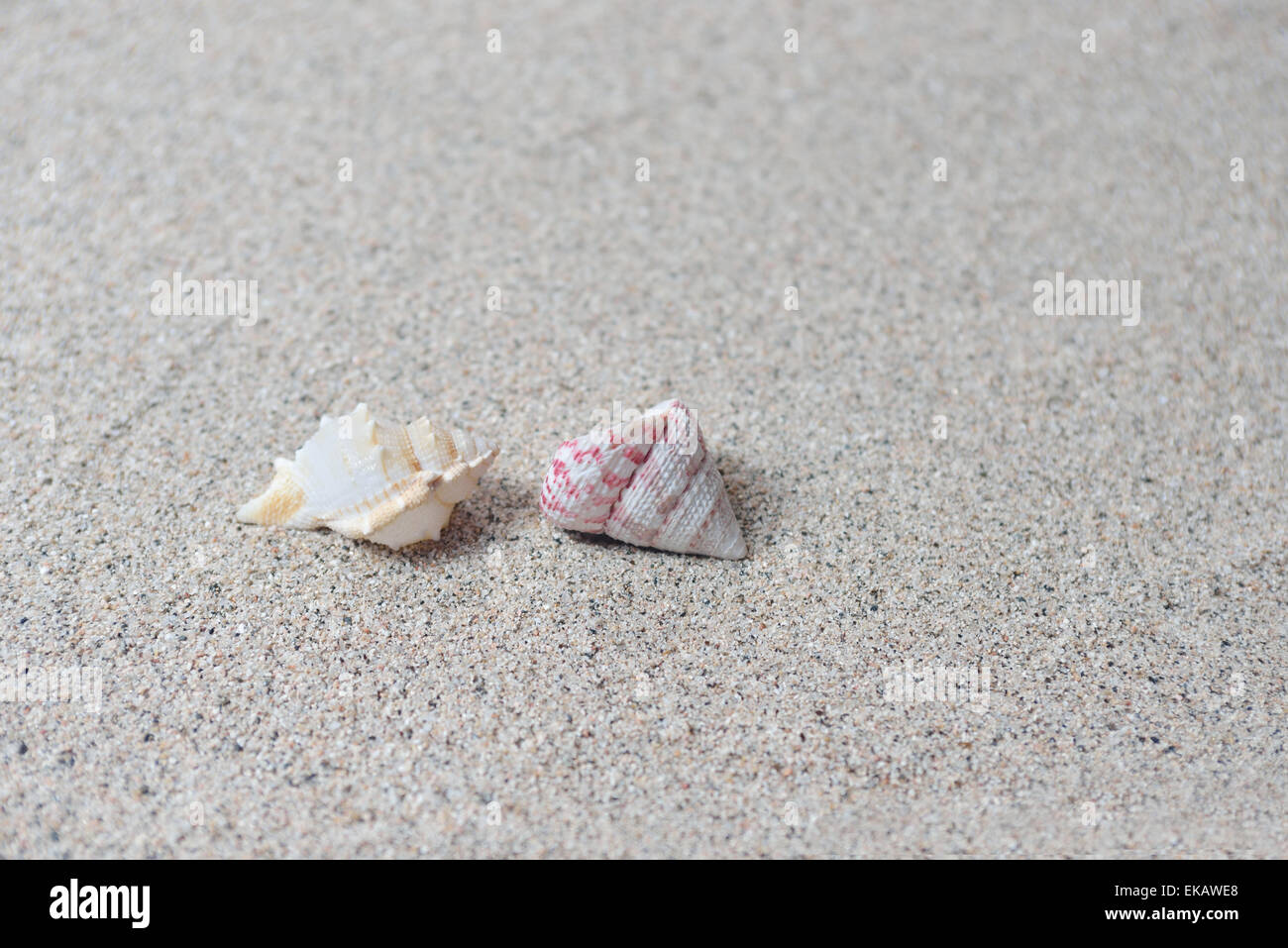 Sandy beach with shells. Background Vacation concept Stock Photo - Alamy