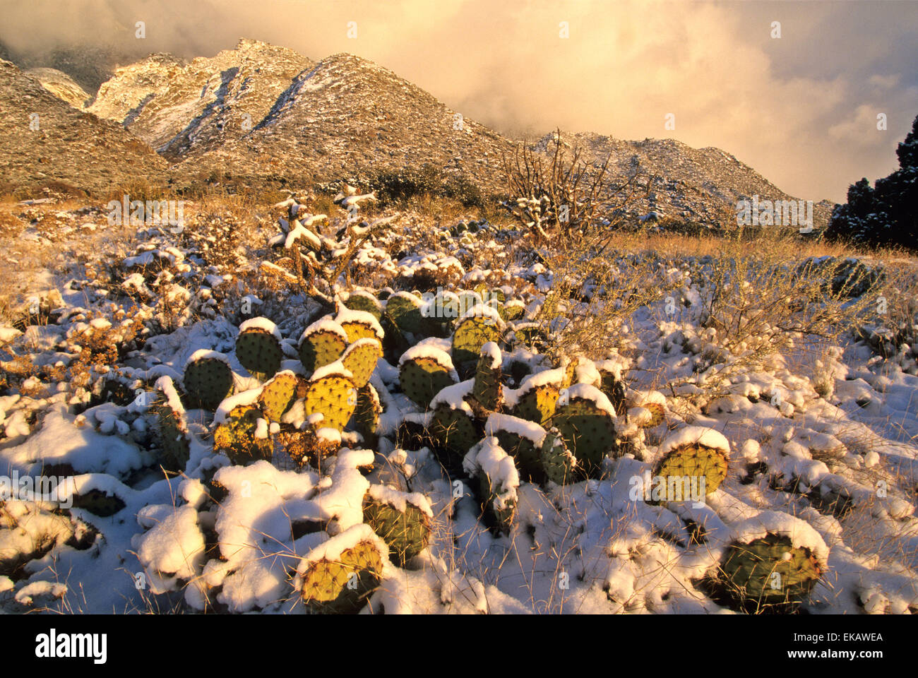 New mexico prickly pear hi-res stock photography and images - Alamy