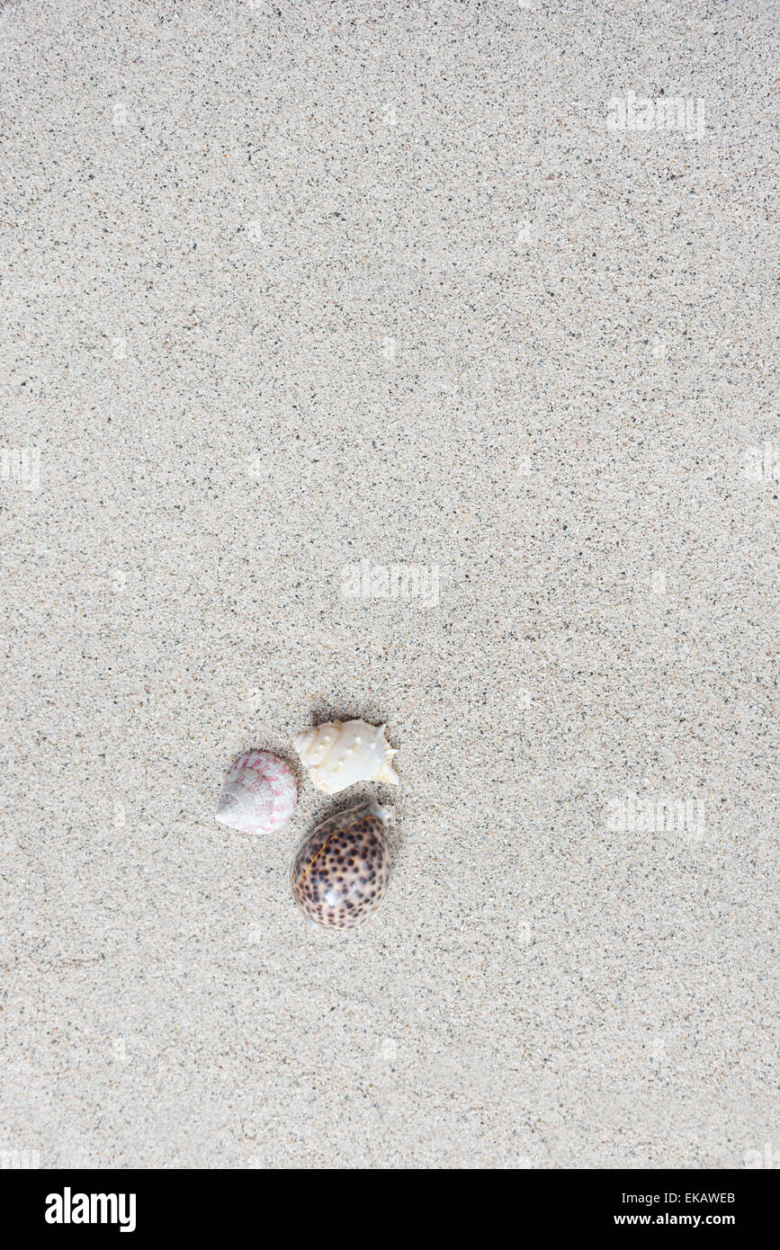 Sandy beach with shells. Background Vacation concept Stock Photo - Alamy