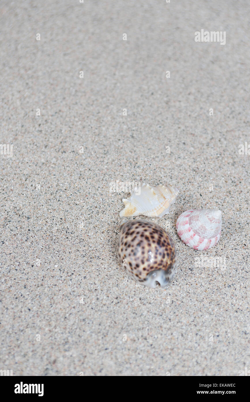 Sandy beach with shells. Background Vacation concept Stock Photo - Alamy