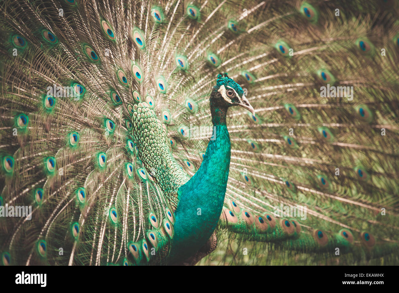 Indian peafowl male displaying hi-res stock photography and images - Alamy