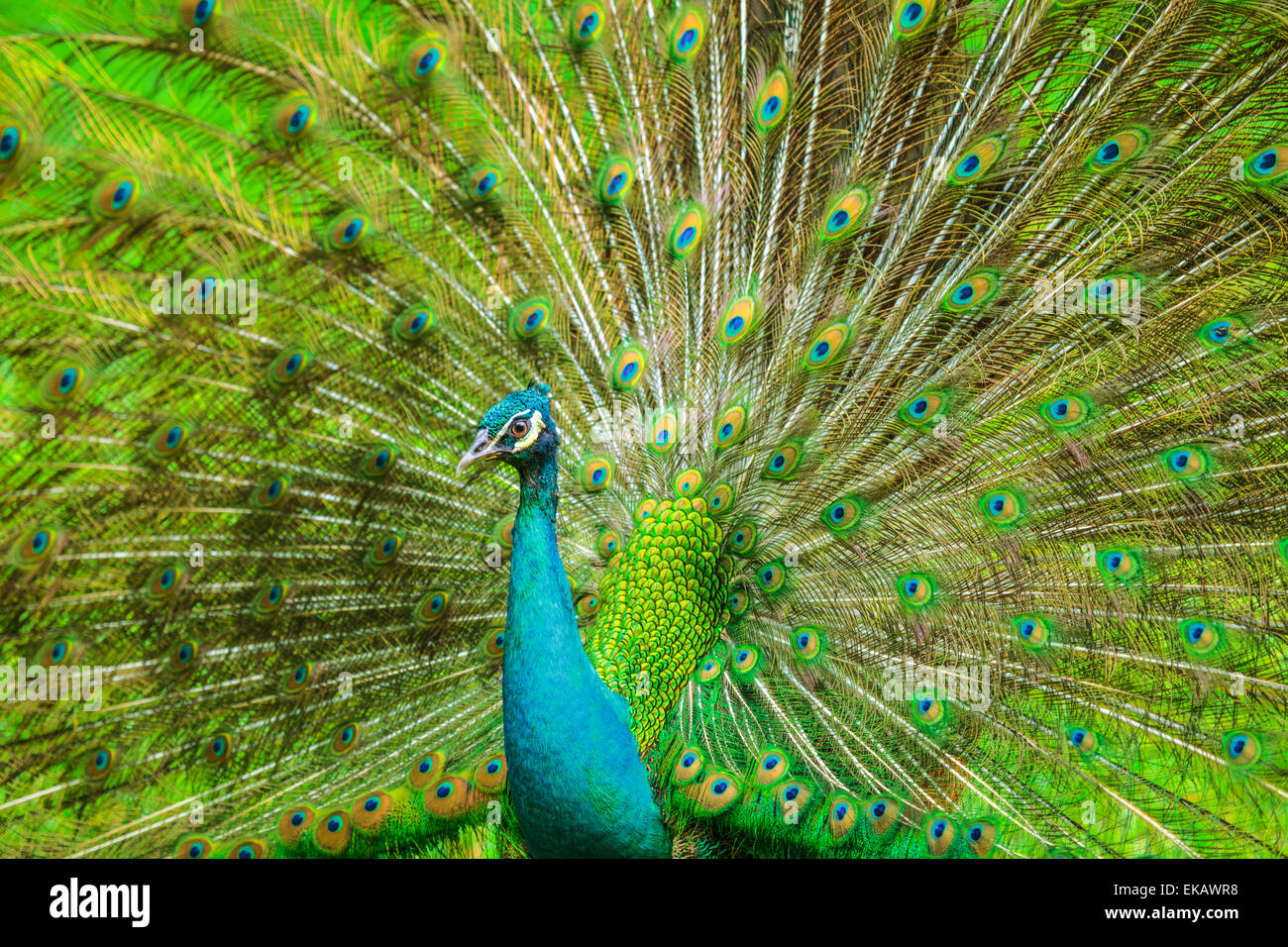 The Indian peafowl male displaying Stock Photo - Alamy