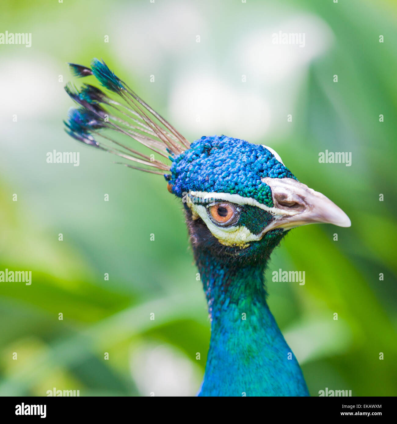 Funny Peacock Wallpaper Uk