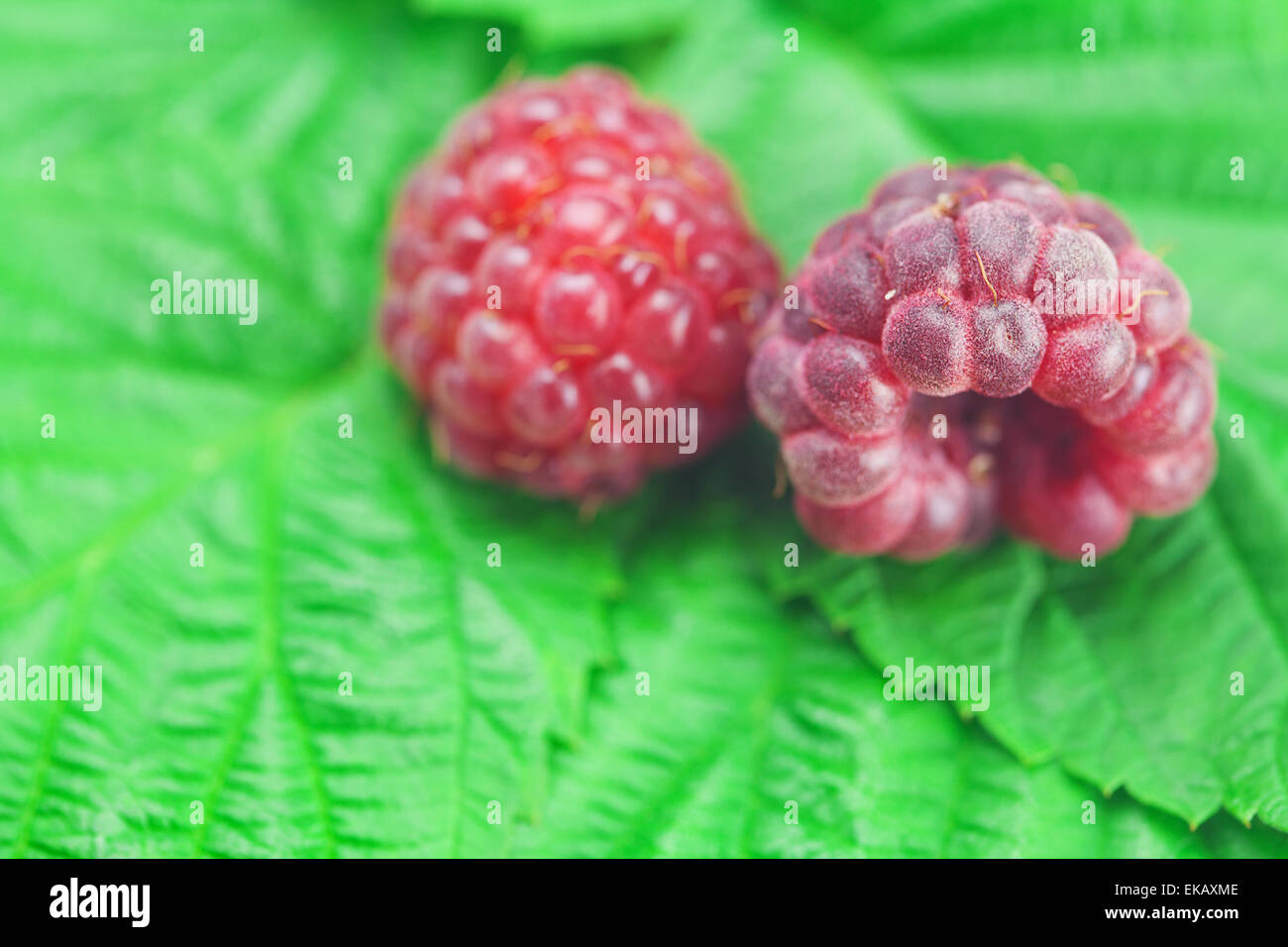 Raspberries and green leaves Stock Photo - Alamy