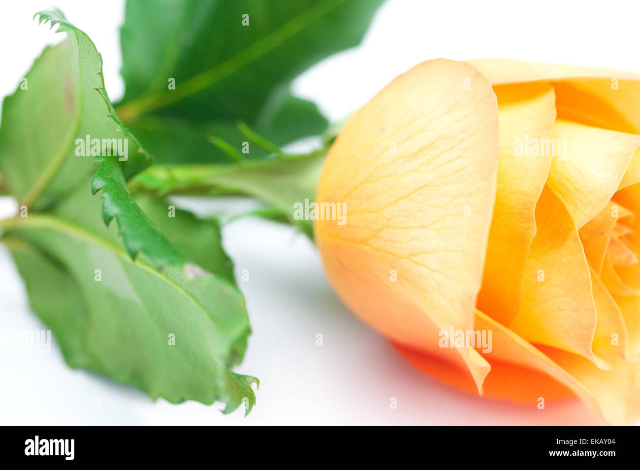 beautiful orange rose isolated on white Stock Photo - Alamy