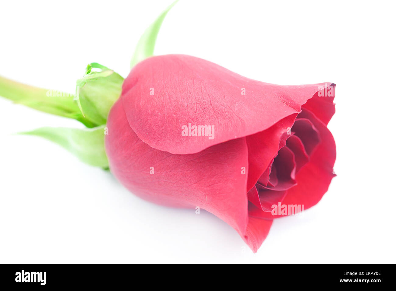 Beautiful view plant on Cut Out Stock Images & Pictures - Alamy