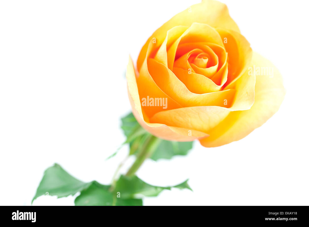 Beautiful view plant on Cut Out Stock Images & Pictures - Alamy