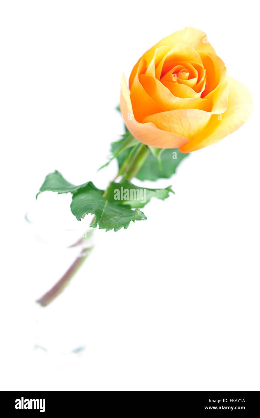 Beautiful view plant on Cut Out Stock Images & Pictures - Alamy