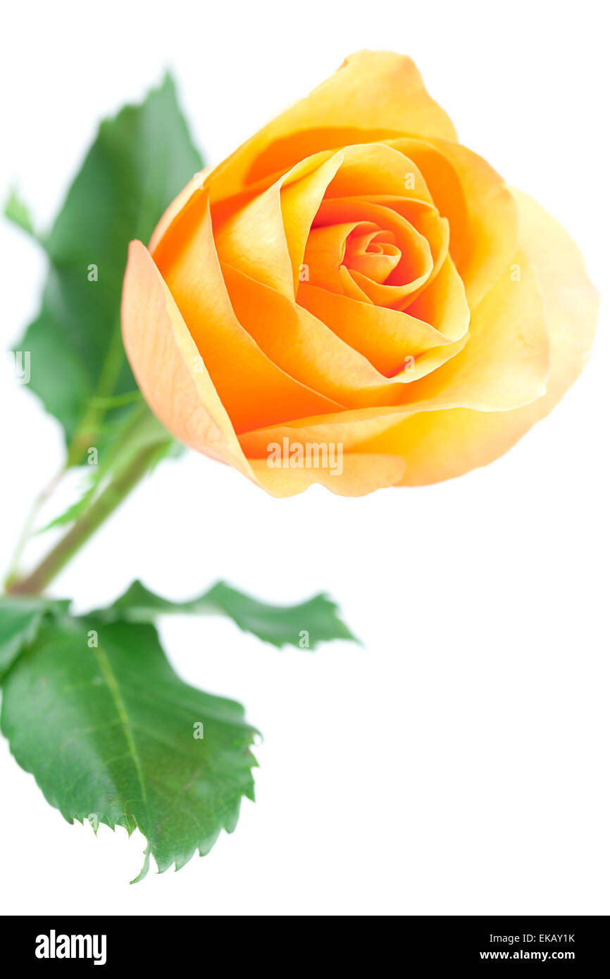 beautiful orange rose isolated on white Stock Photo - Alamy