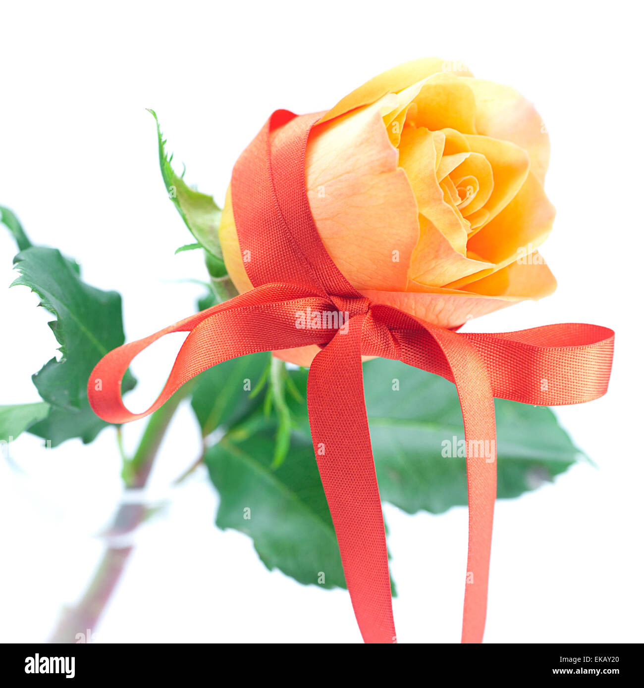Rosewith hi-res stock photography and images - Alamy