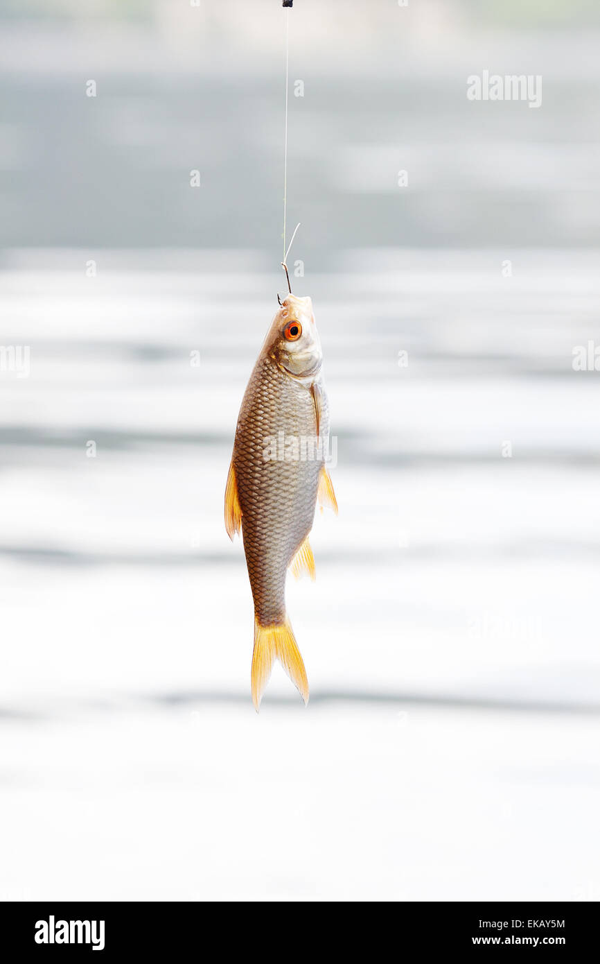 fish hanging on a hook on a background of water Stock Photo - Alamy