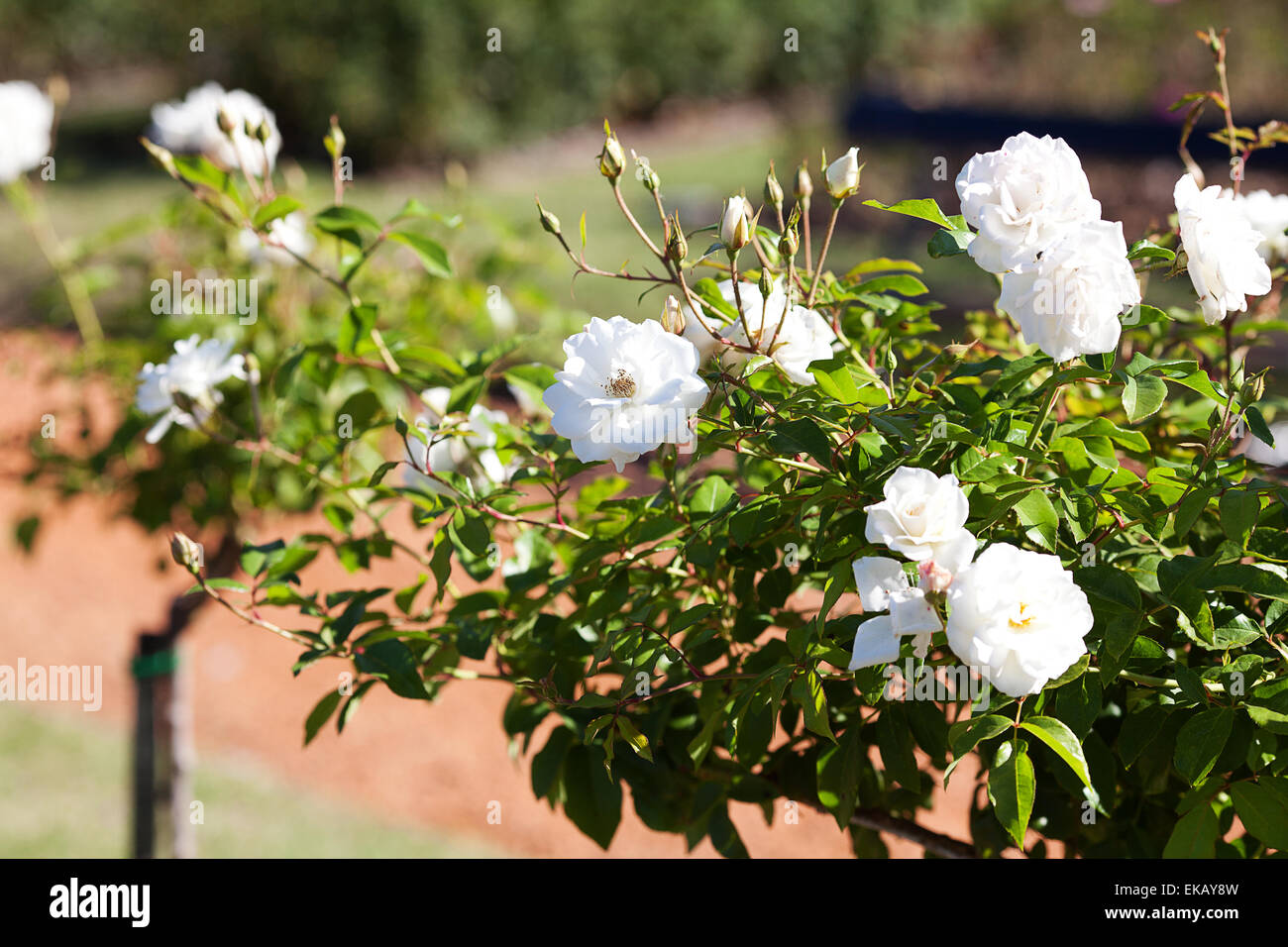 background of beautiful roses in the garden Stock Photo - Alamy