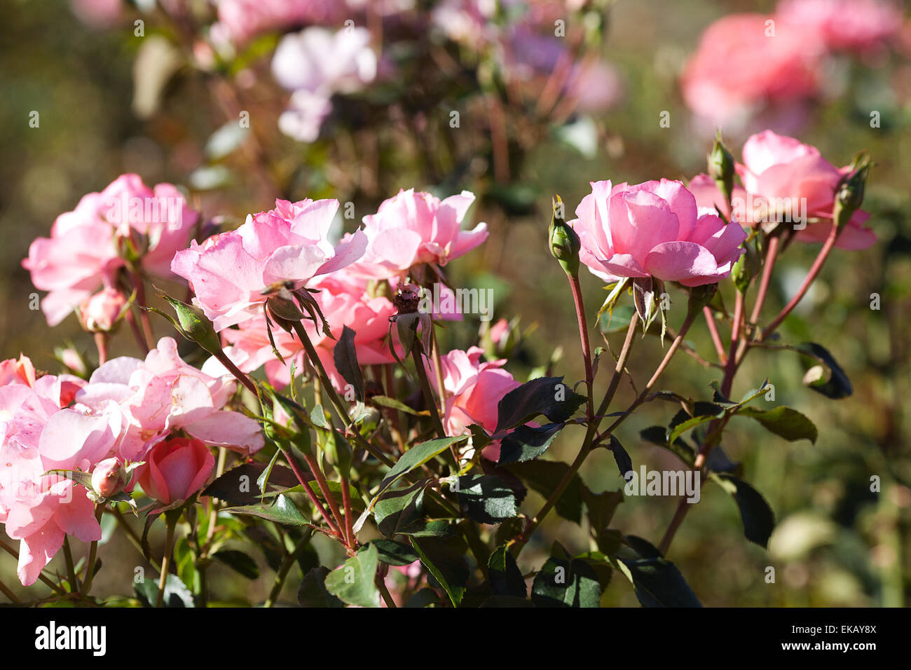 background of beautiful roses in the garden Stock Photo - Alamy