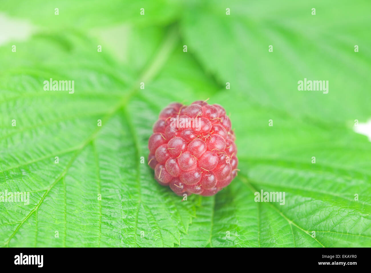Raspberries and green leaves on white background Stock Photo - Alamy