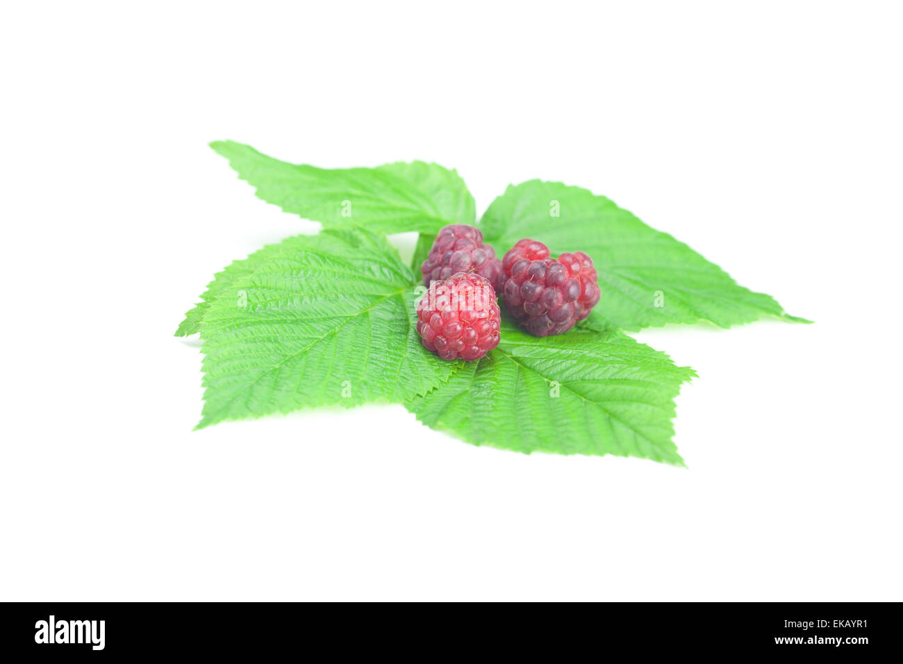 Raspberries and green leaves on white background Stock Photo - Alamy
