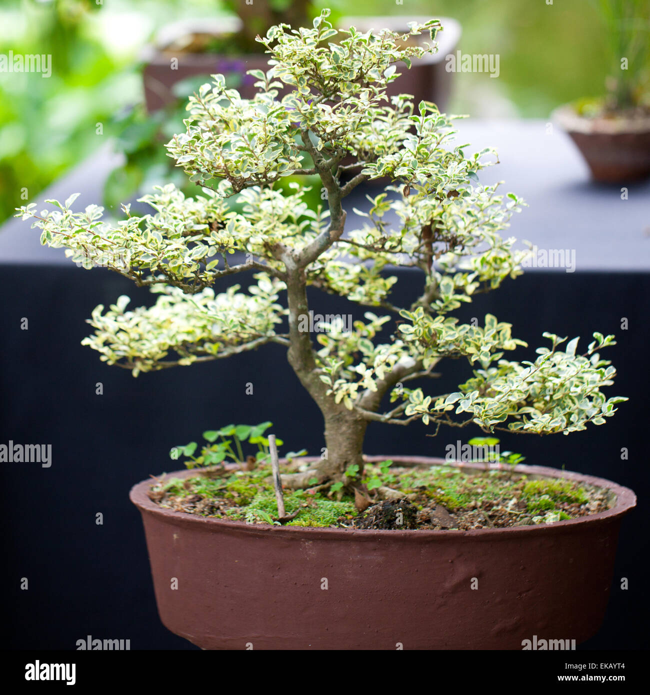 beautiful bonsai in a botanical garden Stock Photo - Alamy