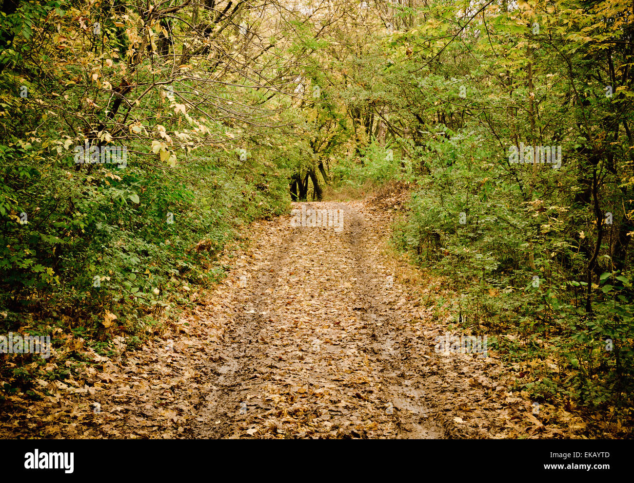 Grove road hi-res stock photography and images - Alamy