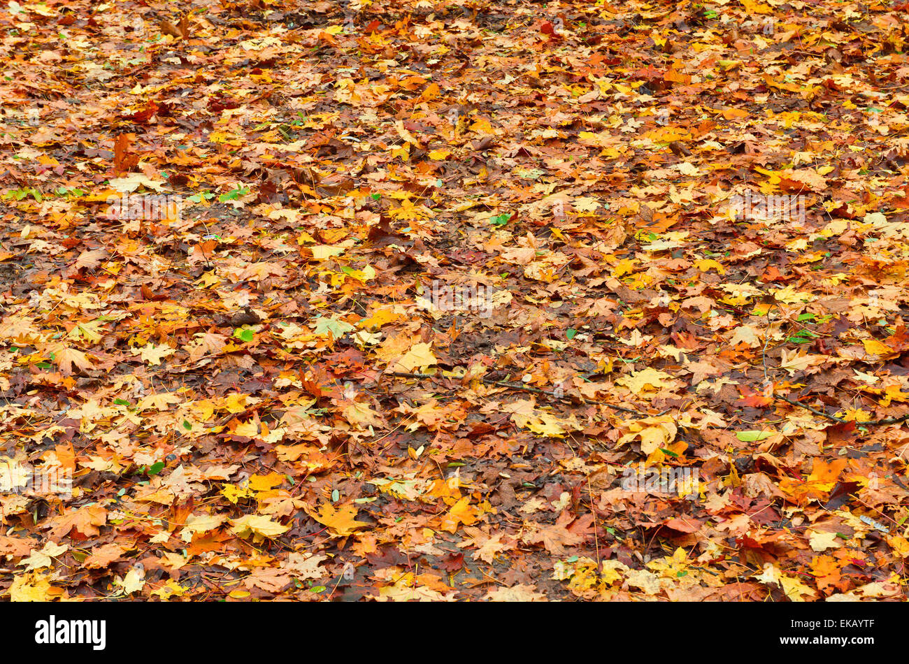 Pale yellow ground hi-res stock photography and images - Alamy