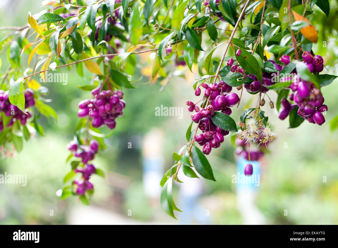 Blackthorn berries on branch hi-res stock photography and images - Alamy