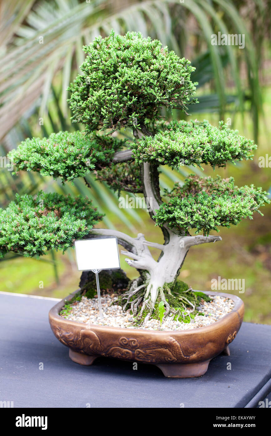 beautiful juniper bonsai in a botanical garden Stock Photo - Alamy