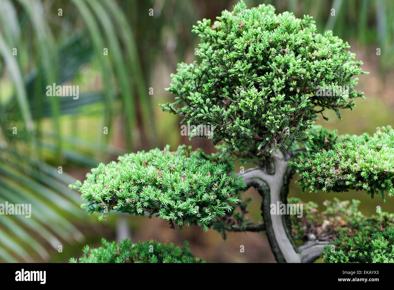 beautiful juniper bonsai in a botanical garden Stock Photo - Alamy