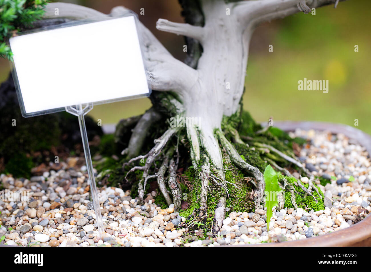 tree roots and moss Stock Photo - Alamy