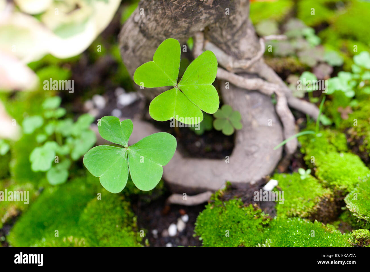 Clover plant roots hi-res stock photography and images - Alamy