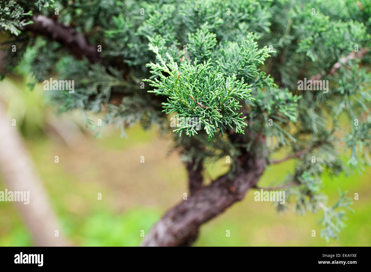 beautiful juniper bonsai in a botanical garden Stock Photo - Alamy