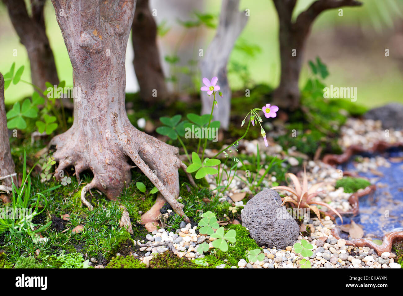 tree roots and moss Stock Photo - Alamy