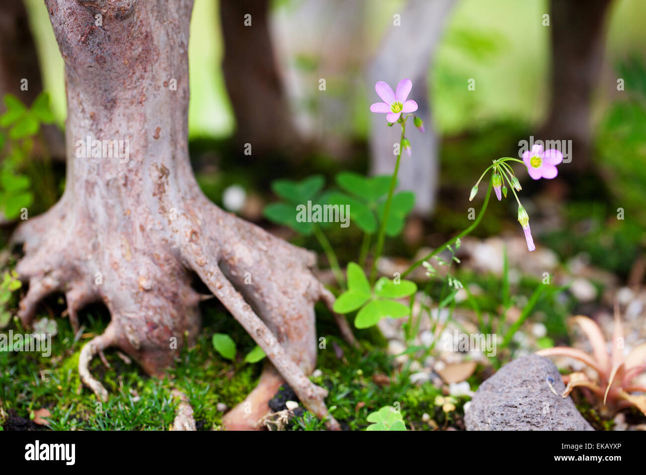 Clover roots hi-res stock photography and images - Alamy