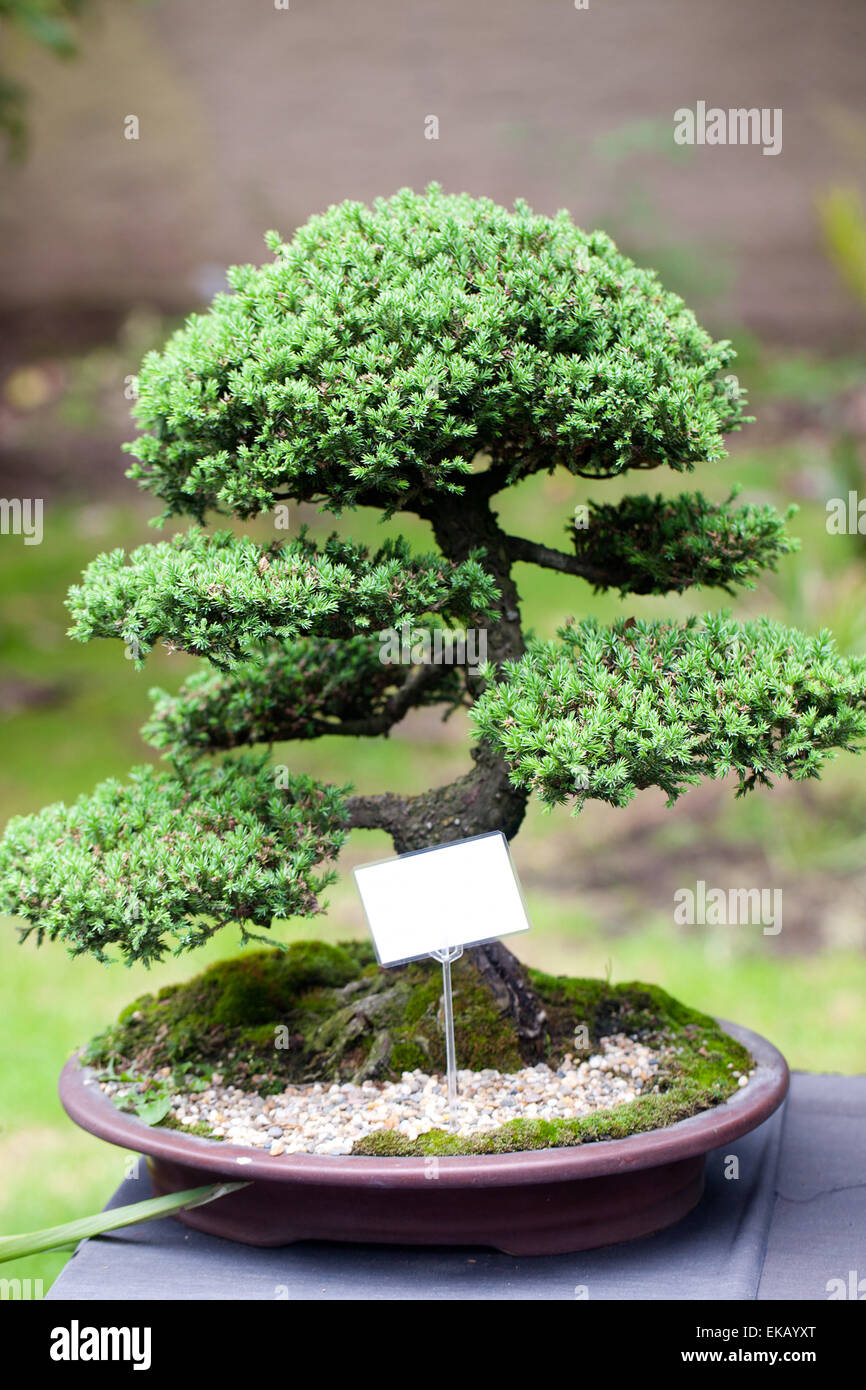 beautiful juniper bonsai in a botanical garden Stock Photo - Alamy
