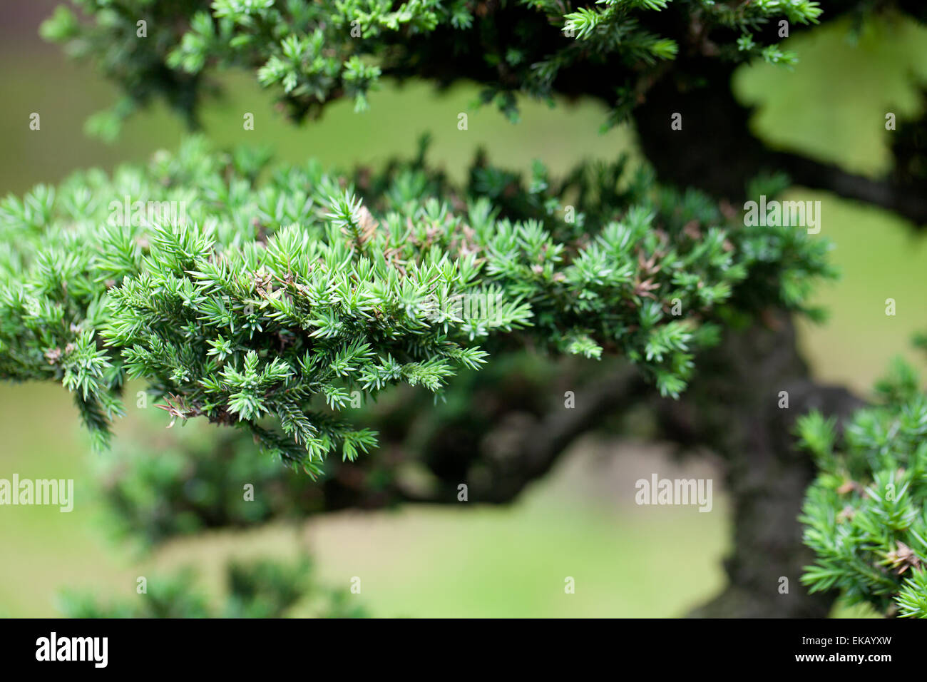 beautiful juniper bonsai in a botanical garden Stock Photo - Alamy