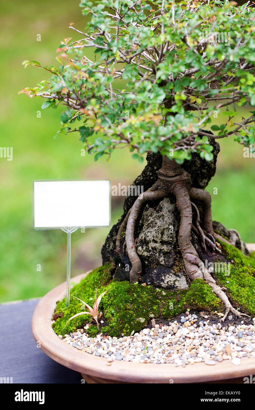 beautiful bonsai in a botanical garden Stock Photo - Alamy