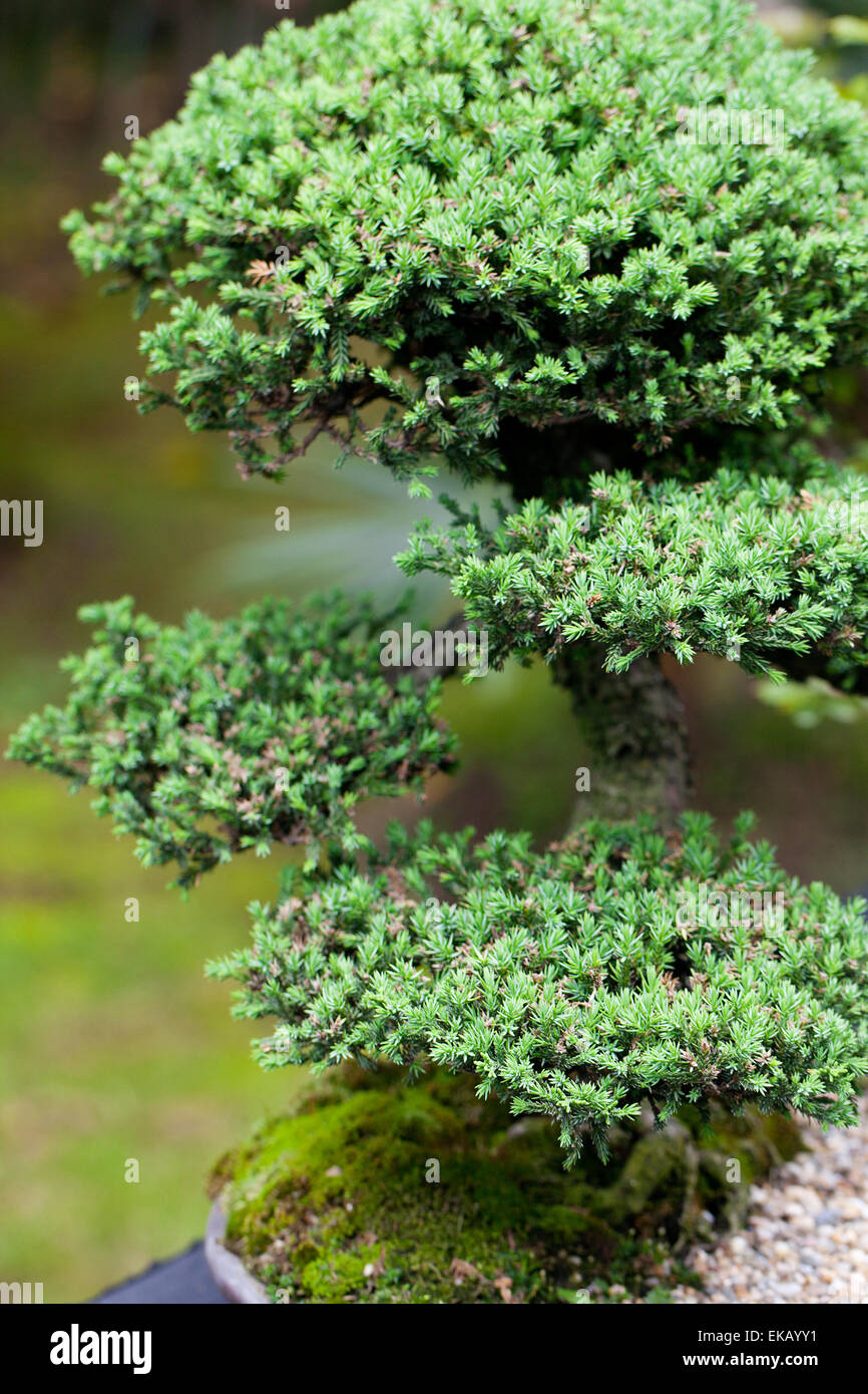 Juniper beautiful hi-res stock photography and images - Alamy