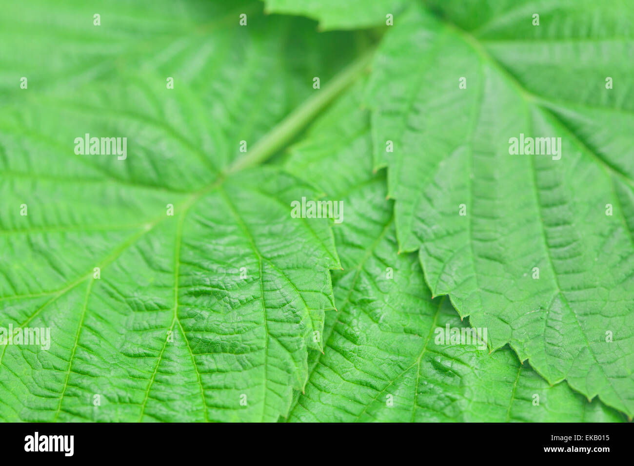 background of green leaves of raspberry Stock Photo - Alamy