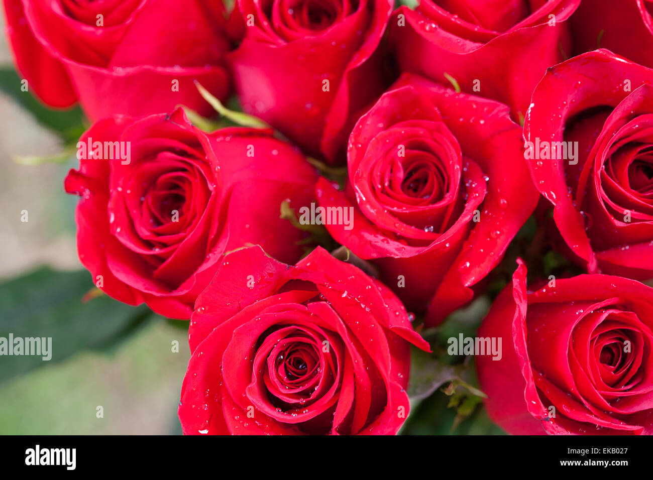 Beautiful bouquet red roses water hi-res stock photography and images ...