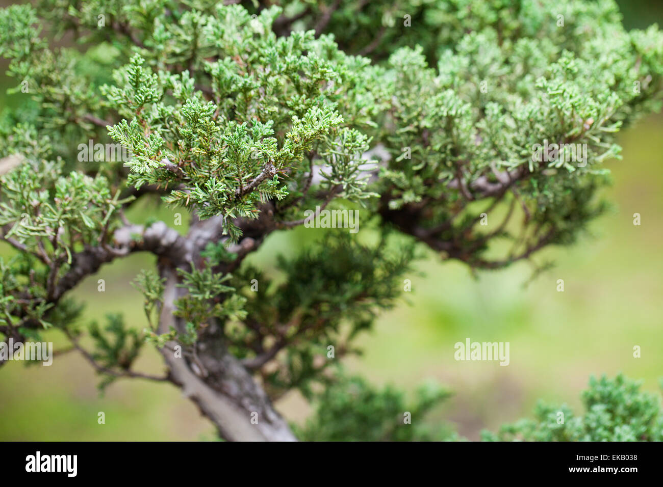 beautiful juniper bonsai in a botanical garden Stock Photo - Alamy