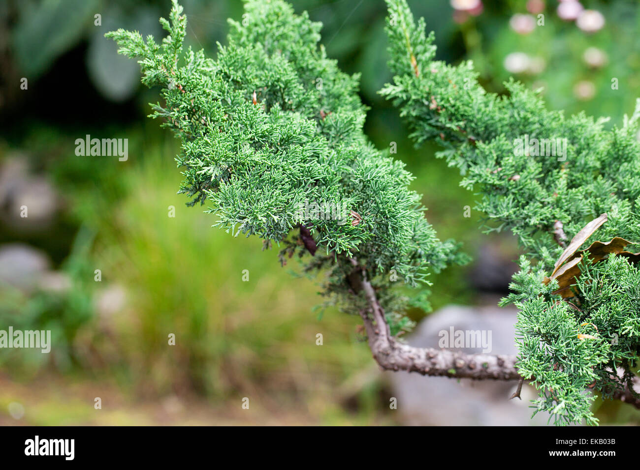 beautiful juniper bonsai in a botanical garden Stock Photo - Alamy